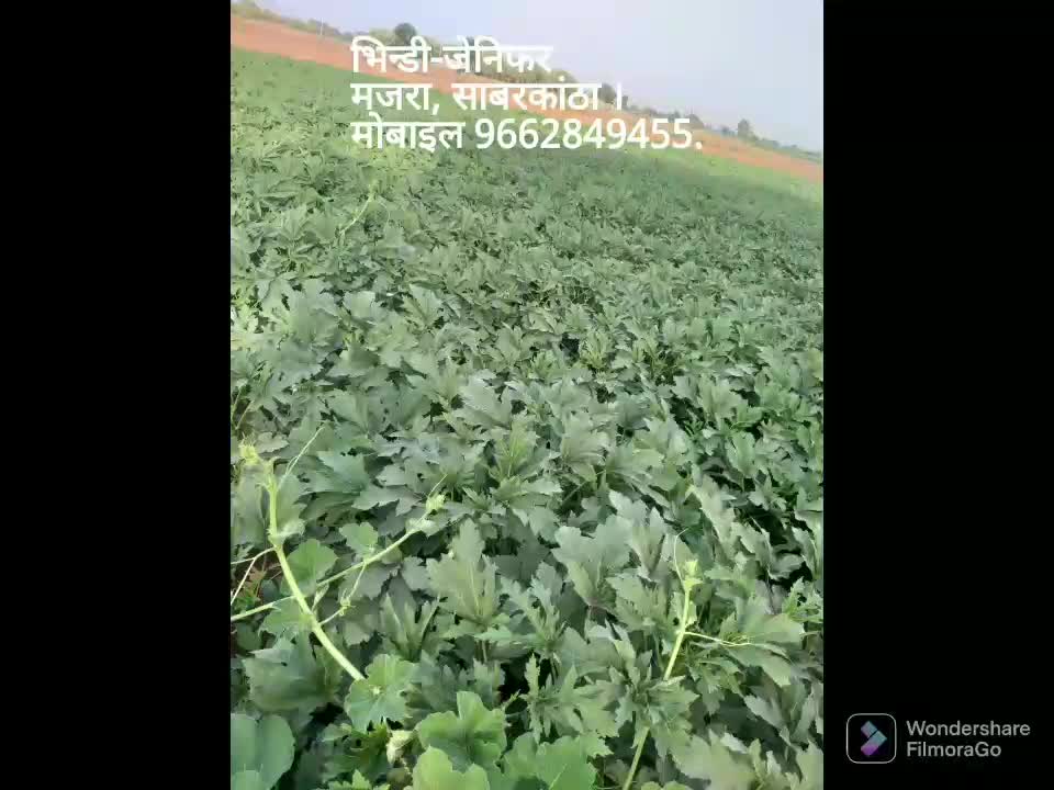 Jitendra Kumar Yadav on LinkedIn: #namdeoumaji #okra #pyramid #seeds Jitendra Kumar Yadav on LinkedIn: #namdeoumaji #okra #pyramid #seeds