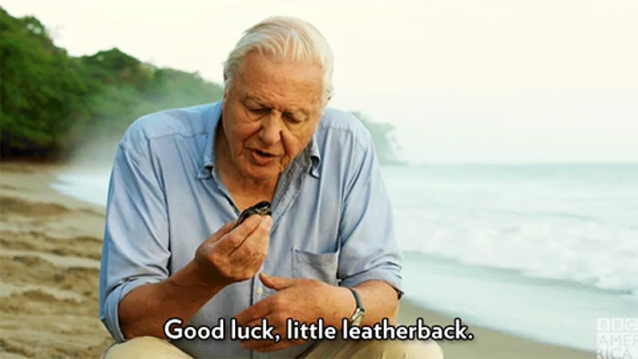Emily Kaiser on LinkedIn: FFI: Happy Birthday, Sir David Attenborough Emily Kaiser on LinkedIn: FFI: Happy Birthday, Sir David Attenborough