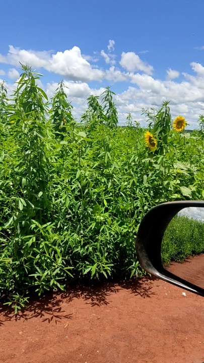 Thiago Rossi no LinkedIn: biodiversidade nos mix AGCROPPERS!!! Thiago Rossi no LinkedIn: biodiversidade nos mix AGCROPPERS!!!
