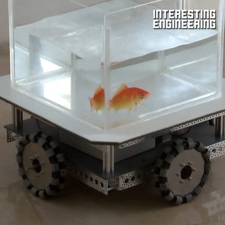 Claire Powell on LinkedIn: How scientists taught a goldfish to drive Claire Powell on LinkedIn: How scientists taught a goldfish to drive