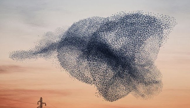 Swarm Intelligence: Introduction & Applications Swarm Intelligence: Introduction & Applications