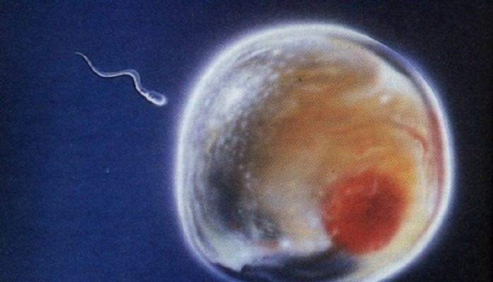 Researchers identify molecule needed for sperm activation Researchers identify molecule needed for sperm activation