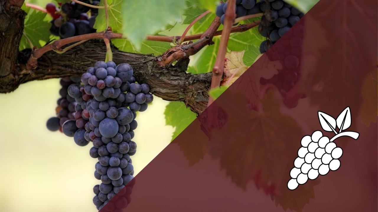 ¿Sabías todo lo que te puede aportar un software de gestión de bodegas ... ¿Sabías todo lo que te puede aportar un software de gestión de bodegas ...