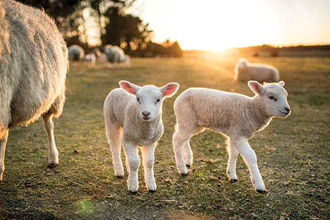 Careful ewe feeding: The key to successful lamb production Careful ewe feeding: The key to successful lamb production