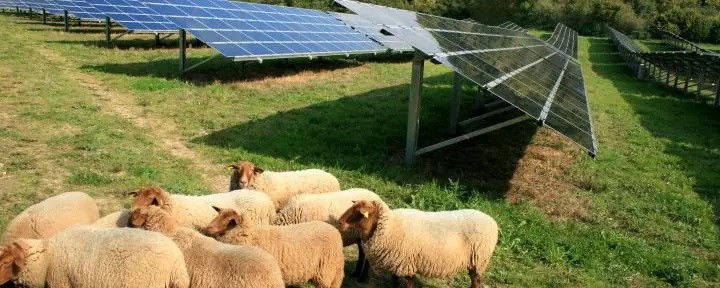 Solaranlagen auf Weideflächen: Fordern Sie Ihre Direktzahlungen ein Solaranlagen auf Weideflächen: Fordern Sie Ihre Direktzahlungen ein