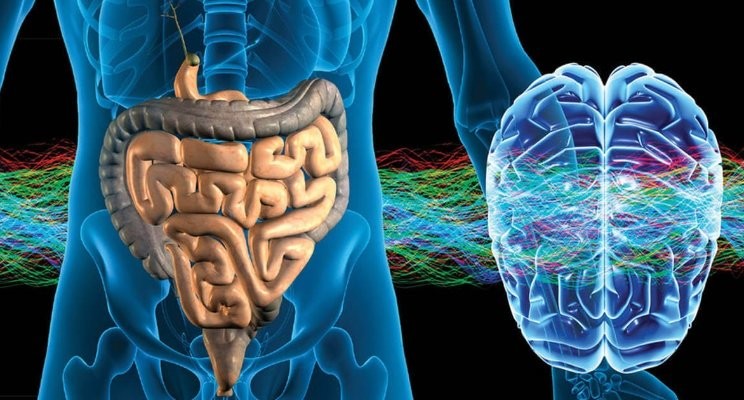 Stress, the Gut Microbiota & Intestinal Barrier Function Stress, the Gut Microbiota & Intestinal Barrier Function