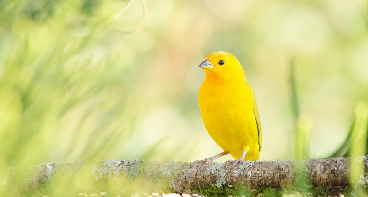 Primer: Blue-Green Deployments and Canary Releases Primer: Blue-Green Deployments and Canary Releases