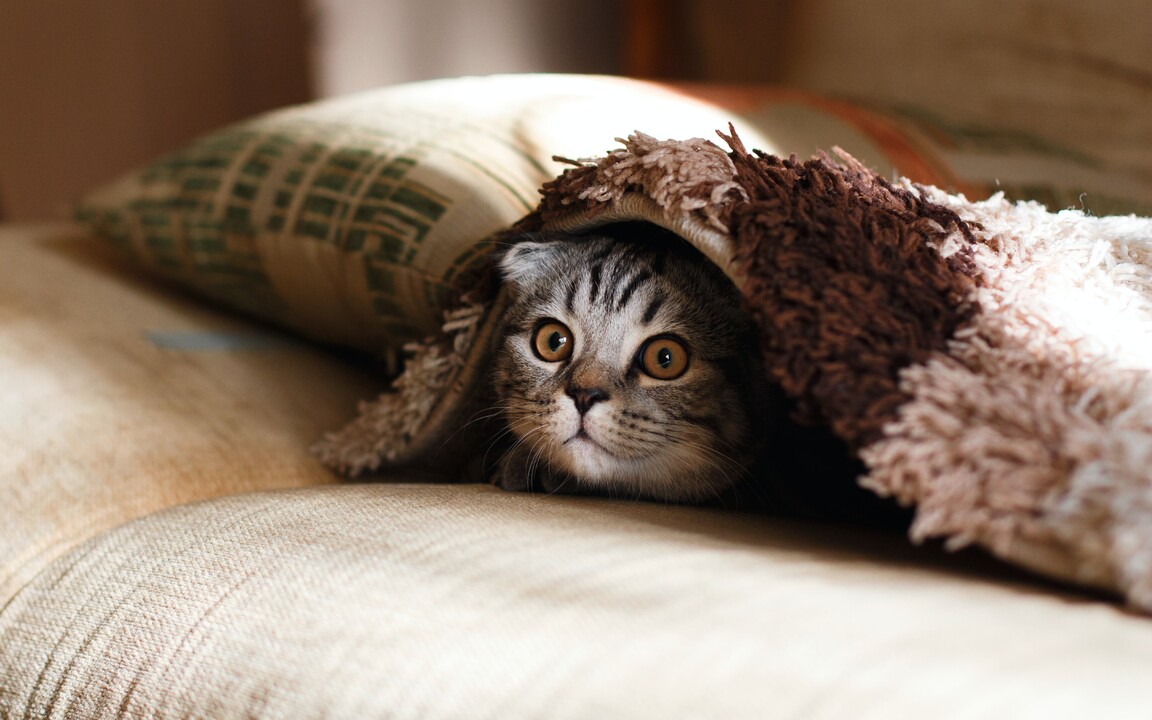 Is Pet Insurance Worth it? Is Pet Insurance Worth it?