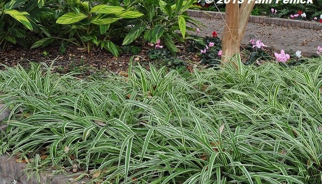Care Of Spider Plants Outdoors: How To Grow A Spider Plant Outside Care Of Spider Plants Outdoors: How To Grow A Spider Plant Outside