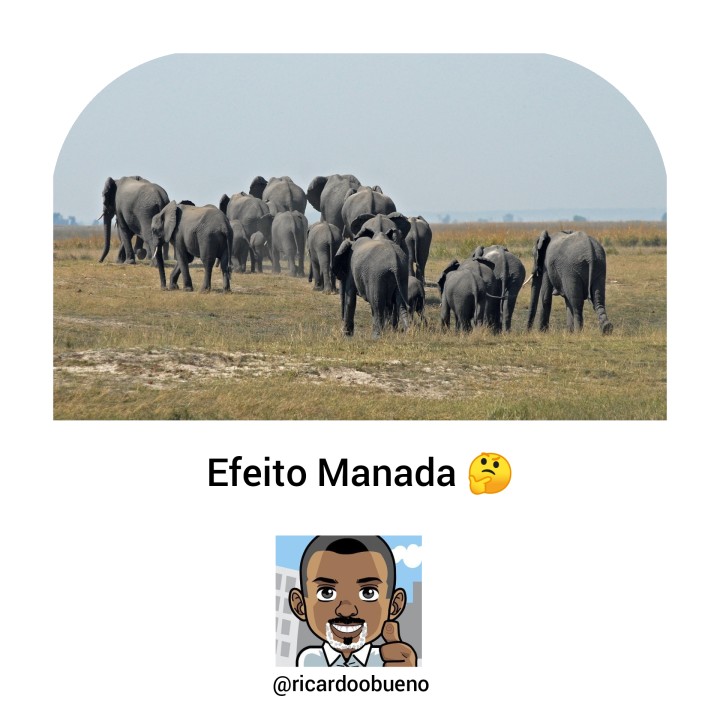 O que é efeito manada? O que é efeito manada?