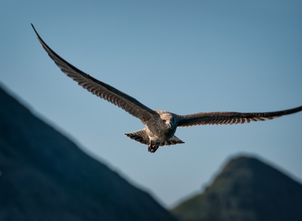 SIX LEADERSHIP PRINCIPLES TO LEARN FROM AN EAGLE... SIX LEADERSHIP PRINCIPLES TO LEARN FROM AN EAGLE...