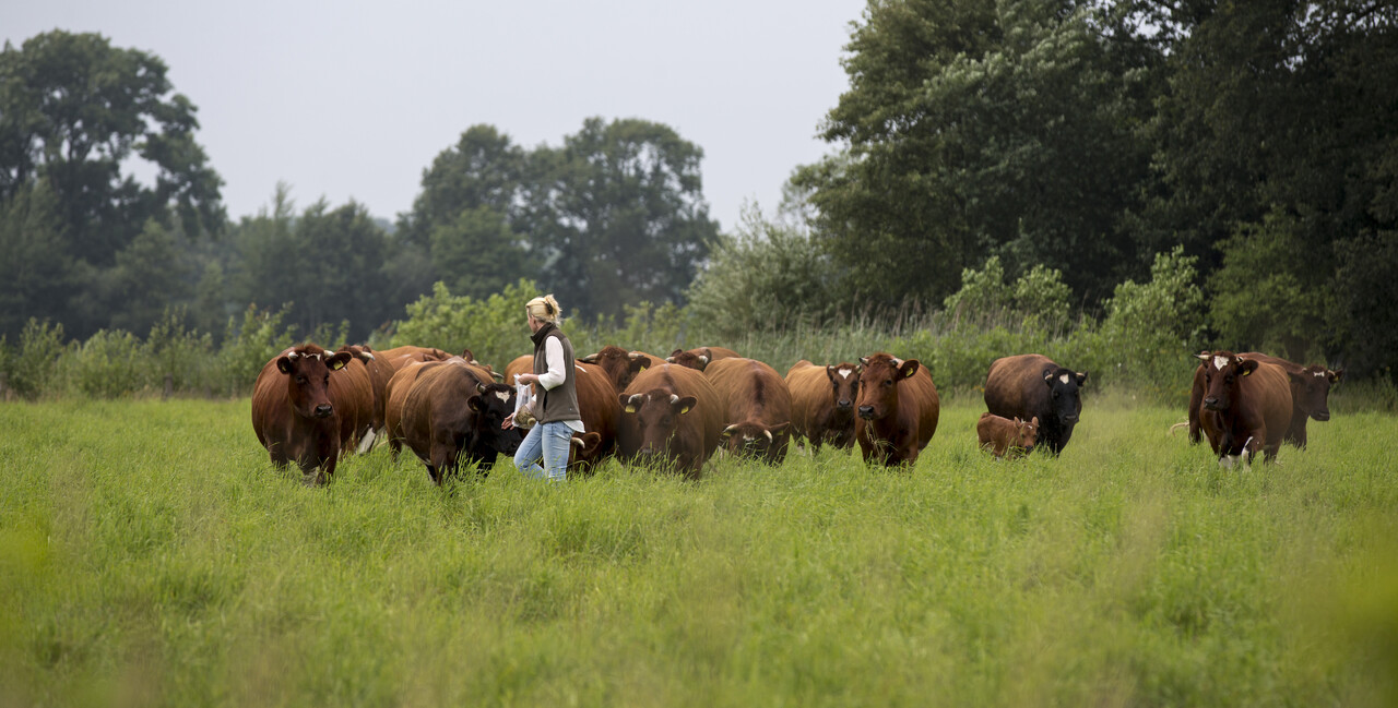 Hoe slager en chef-kok de boerderij versterken Hoe slager en chef-kok de boerderij versterken