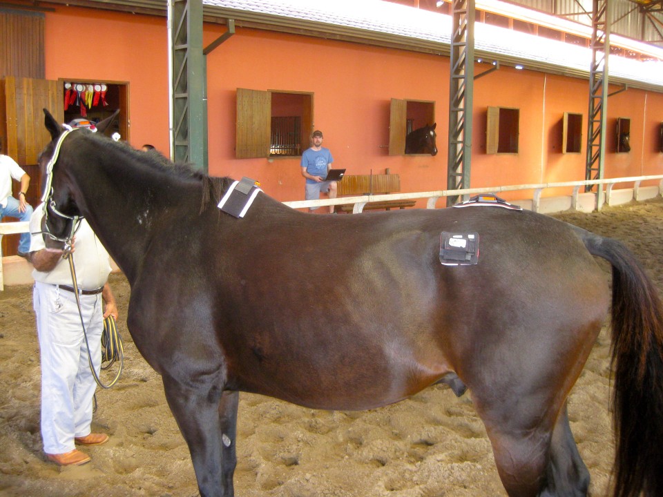 OBJECTIVE EQUINE GAIT ANALYSIS IN DEPTH OBJECTIVE EQUINE GAIT ANALYSIS IN DEPTH