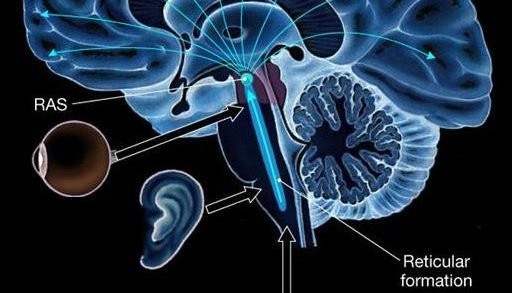 Reticular Activation System Reticular Activation System