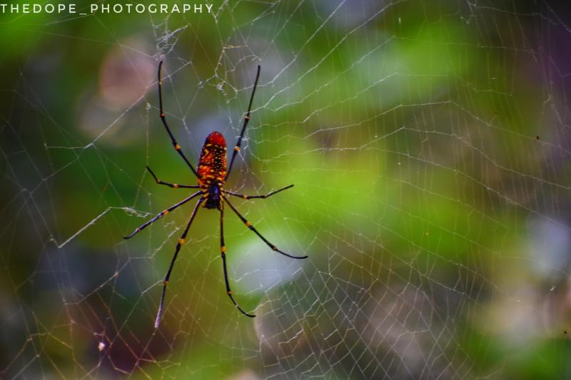 Nilay Wasule on LinkedIn: #wildlife photography #nikon d3400 Nilay Wasule on LinkedIn: #wildlife photography #nikon d3400