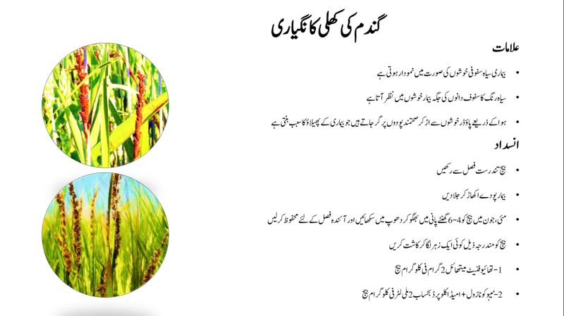 Usama Shahid on LinkedIn: #ustilago #tritici #crops #wheat #disease # ... Usama Shahid on LinkedIn: #ustilago #tritici #crops #wheat #disease # ...