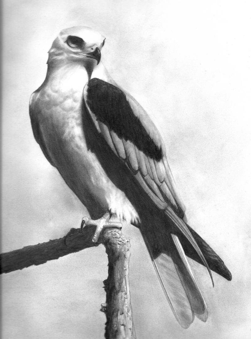 Craig Farquhar on LinkedIn: White-tailed Kite, graphite pencil by C ... Craig Farquhar on LinkedIn: White-tailed Kite, graphite pencil by C ...