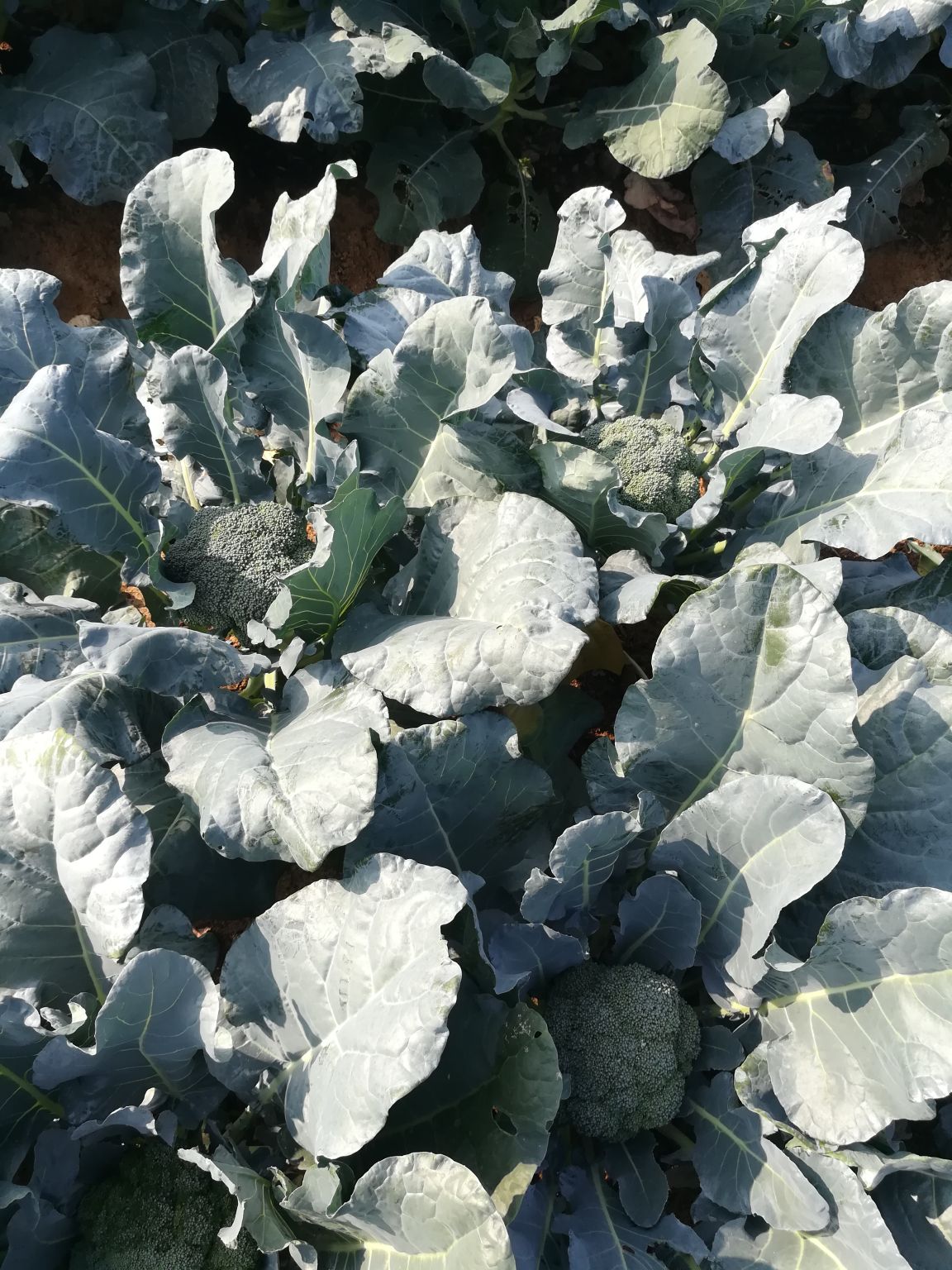 Mahmoud Elrashedy on LinkedIn: #agriculture #farming Mahmoud Elrashedy on LinkedIn: #agriculture #farming