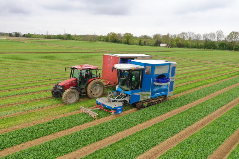Intercrop Ltd. on LinkedIn: #britishfarming #spinach #kent Intercrop Ltd. on LinkedIn: #britishfarming #spinach #kent