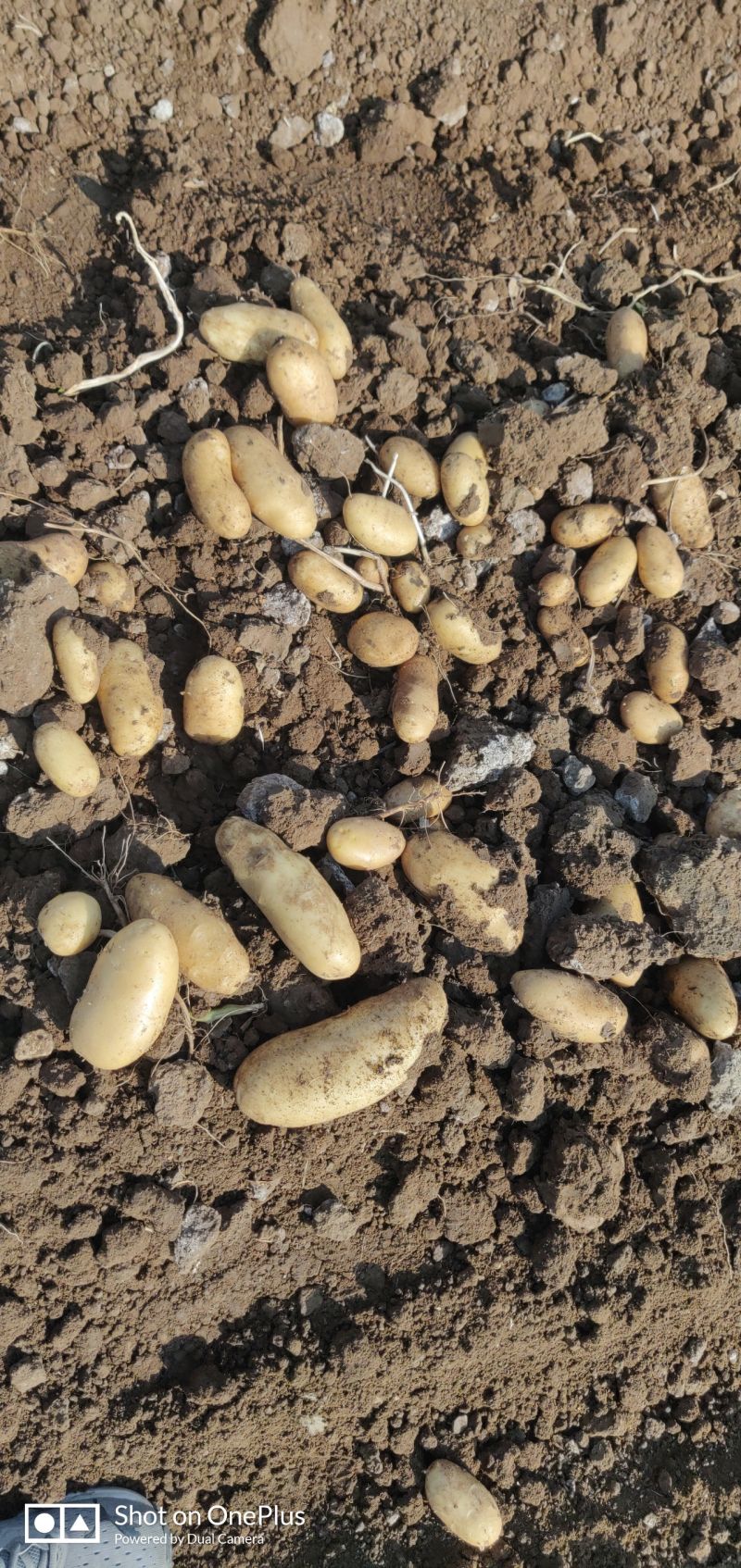 HIMANSHU CHAUDHARY on LinkedIn: #potato HIMANSHU CHAUDHARY on LinkedIn: #potato