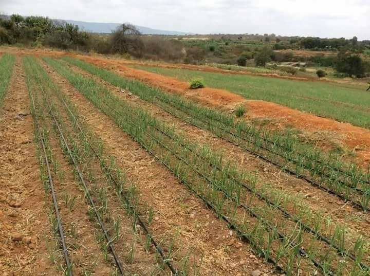Engr Mazhar Hussain na LinkedIn: Onion under Drip irrigation in Kenya Engr Mazhar Hussain na LinkedIn: Onion under Drip irrigation in Kenya