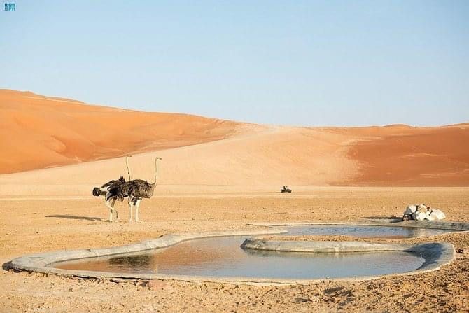 Arab News on LinkedIn: aramco identifies 10 sites to protect 500 plant ... Arab News on LinkedIn: aramco identifies 10 sites to protect 500 plant ...