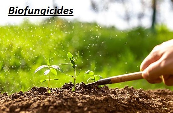 SHARAD KHARE on LinkedIn: #biofungicides #fungicides #biofungicides # ... SHARAD KHARE on LinkedIn: #biofungicides #fungicides #biofungicides # ...