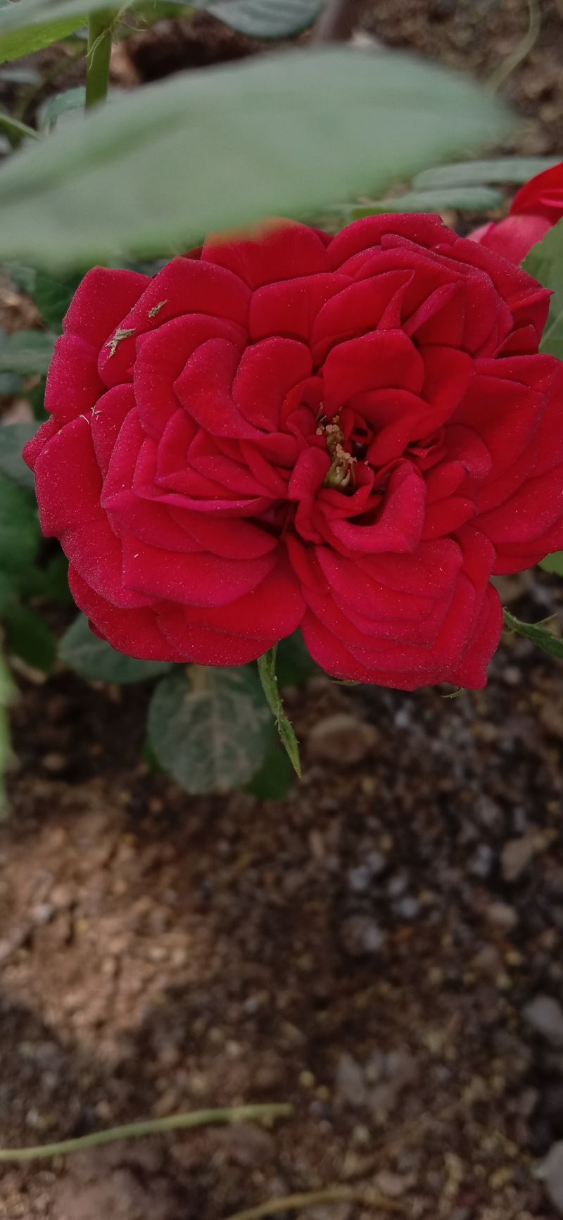 Dnyaneshwar Gaykwad on LinkedIn: rose farm...🌸 Dnyaneshwar Gaykwad on LinkedIn: rose farm...🌸