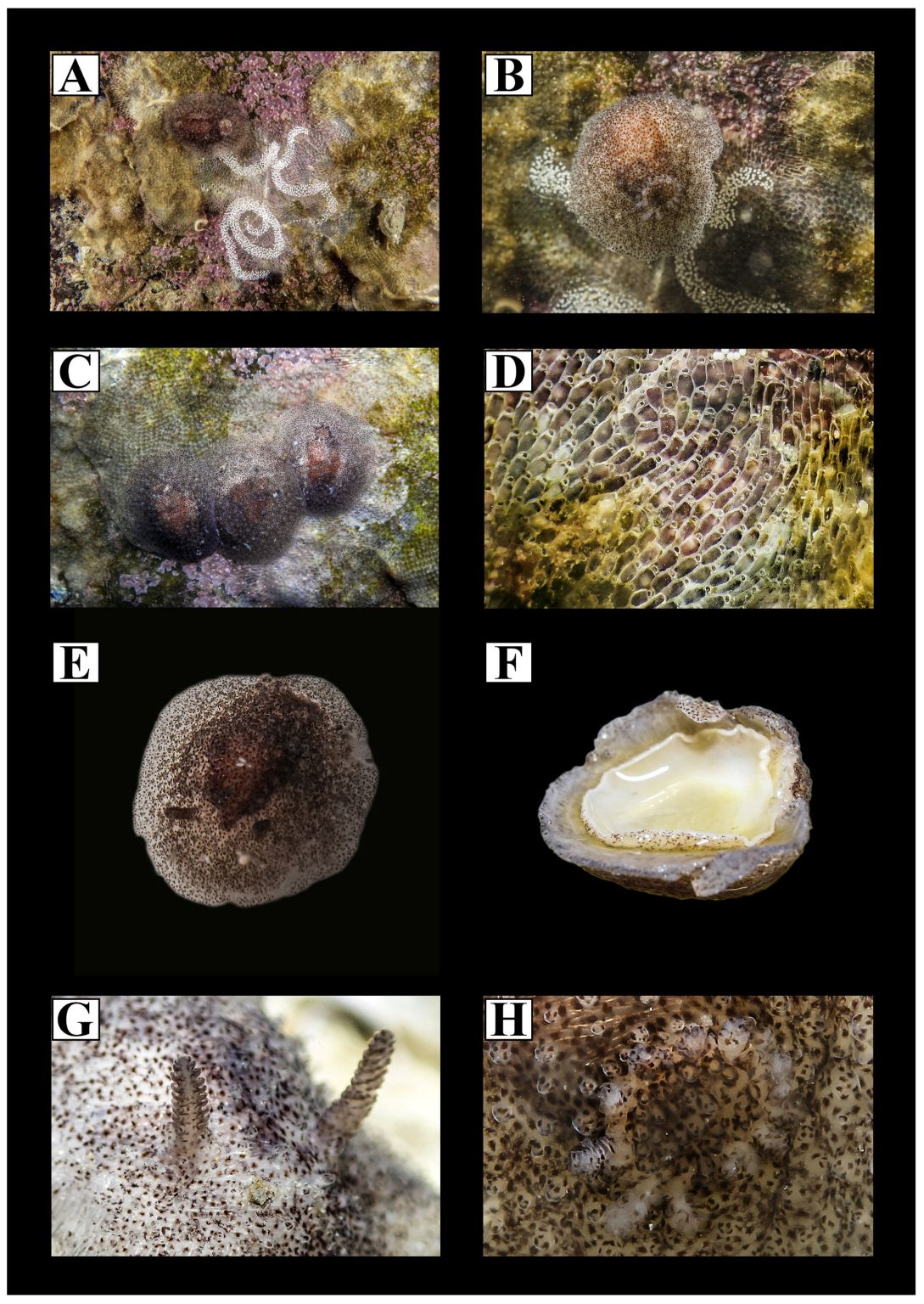 Diversity MDPI on LinkedIn: #diversitymdpi #onchidorididae Diversity MDPI on LinkedIn: #diversitymdpi #onchidorididae