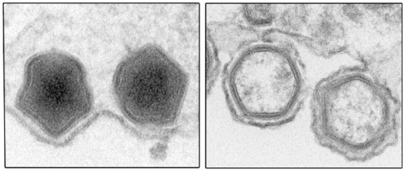 Rosa Maria Rivero Vargas on LinkedIn: Científicos del CSIC identifican ... Rosa Maria Rivero Vargas on LinkedIn: Científicos del CSIC identifican ...