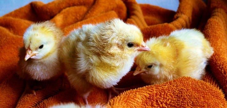 Rohit sikarwar on LinkedIn: beautiful chick Rohit sikarwar on LinkedIn: beautiful chick