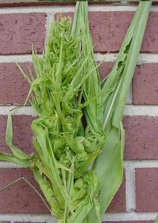 Shobhit Singh on LinkedIn: identifying problem maize Shobhit Singh on LinkedIn: identifying problem maize
