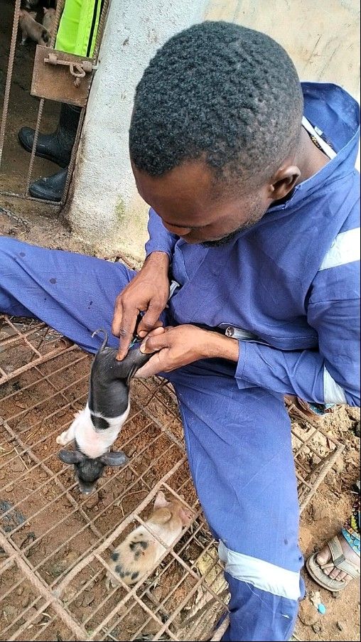 Emmanuel Ugwu on LinkedIn: #piglets Emmanuel Ugwu on LinkedIn: #piglets