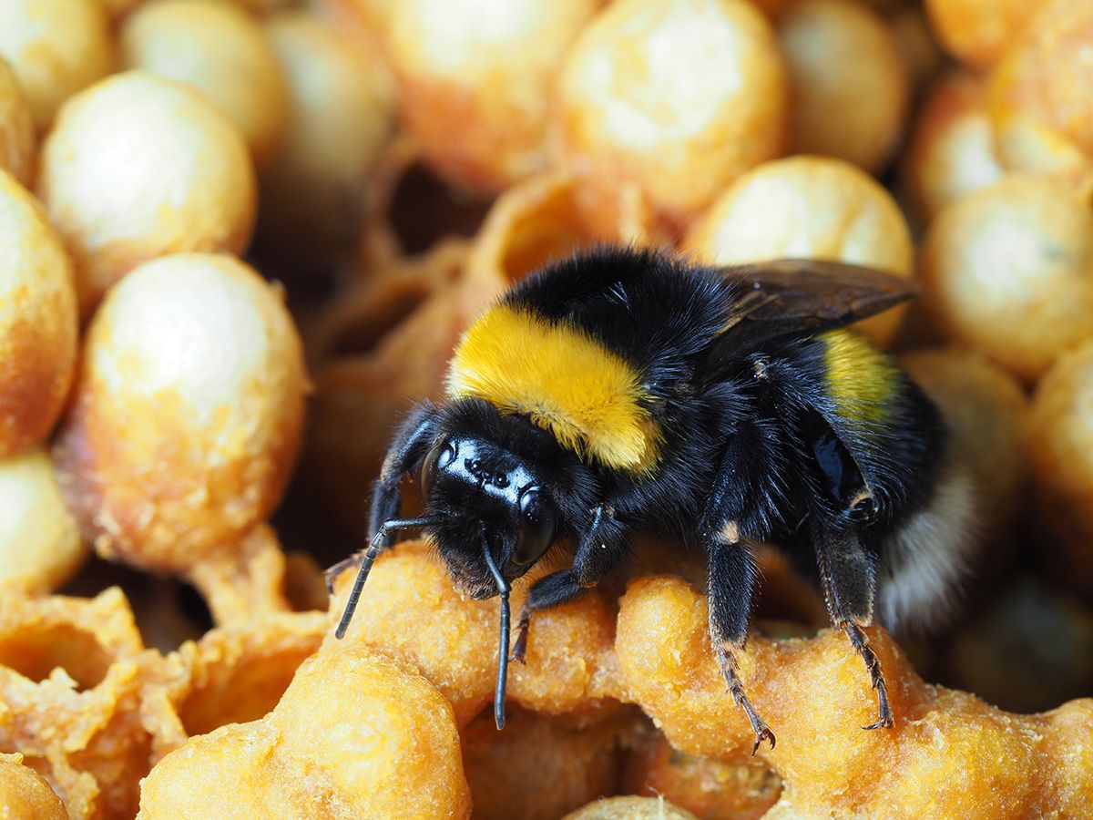 Biobest on LinkedIn: #funfactfriday #funfact #didyouknow #bumblebee # ... Biobest on LinkedIn: #funfactfriday #funfact #didyouknow #bumblebee # ...