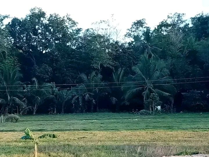 Elmer Rendado on LinkedIn: Rush Rush Rush Lot for Sale Location: Igpit ... Elmer Rendado on LinkedIn: Rush Rush Rush Lot for Sale Location: Igpit ...