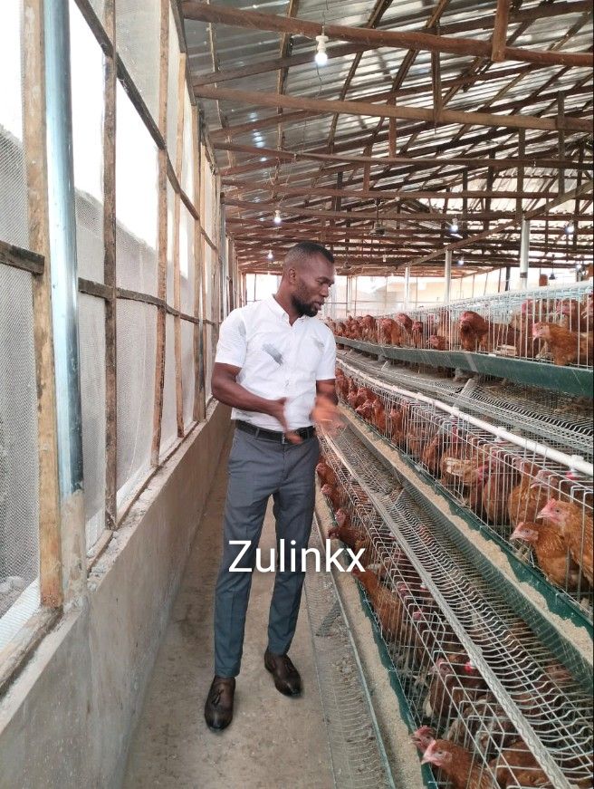 Emmanuel Ugwu on LinkedIn: #poultryfarming Emmanuel Ugwu on LinkedIn: #poultryfarming