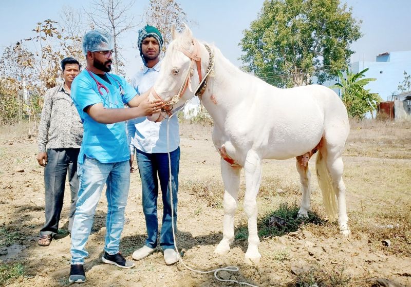 DR ANKIT MESHRAM on LinkedIn: Horse doctor DR ANKIT MESHRAM on LinkedIn: Horse doctor