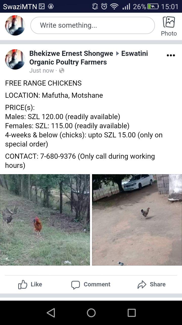 Ernest Shongwe on LinkedIn: #freerangechickens Ernest Shongwe on LinkedIn: #freerangechickens