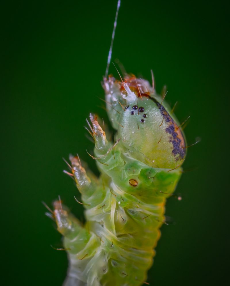 Biobest on LinkedIn: #funfactfriday #funfact #didyouknow #caterpillar # ... Biobest on LinkedIn: #funfactfriday #funfact #didyouknow #caterpillar # ...