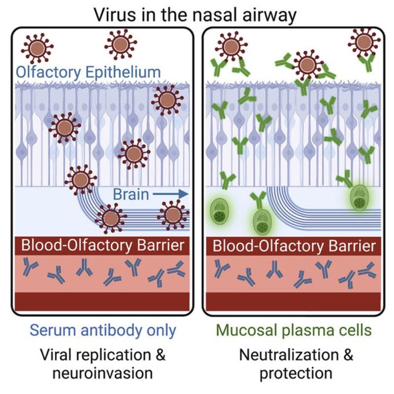 Professor Erwin Loh on LinkedIn: #olfactory #nasal #mucosa #antibody # ... Professor Erwin Loh on LinkedIn: #olfactory #nasal #mucosa #antibody # ...