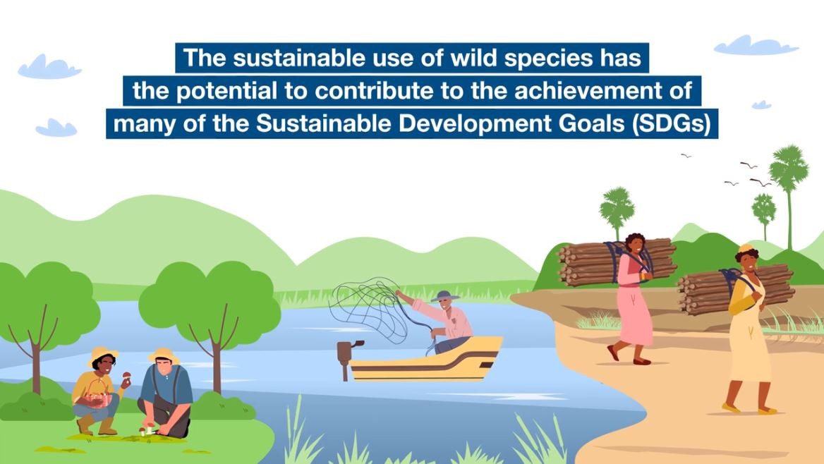 IPBES on LinkedIn: Potential of Sustainable Use of Wild Species to ... IPBES on LinkedIn: Potential of Sustainable Use of Wild Species to ...