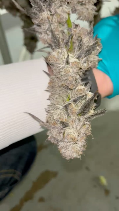 Gilbert Milam on LinkedIn: One of my favorite strains right now ... Gilbert Milam on LinkedIn: One of my favorite strains right now ...