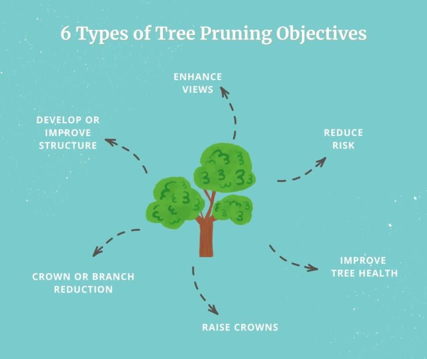 Wachtel Tree Science on LinkedIn: Tree Pruning Objectives Wachtel Tree Science on LinkedIn: Tree Pruning Objectives