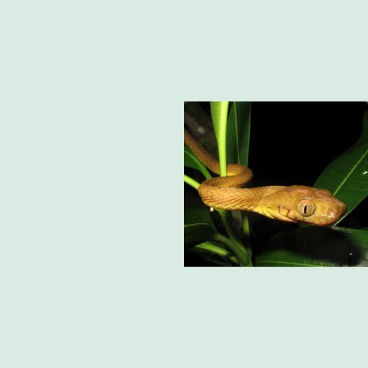Nevada Ayers on LinkedIn: Scientists discover bizarre new mode of snake ... Nevada Ayers on LinkedIn: Scientists discover bizarre new mode of snake ...