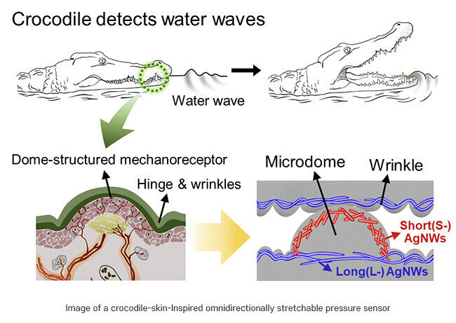 Phys.org on LinkedIn: Team develops electronic skin as flexible as ... Phys.org on LinkedIn: Team develops electronic skin as flexible as ...