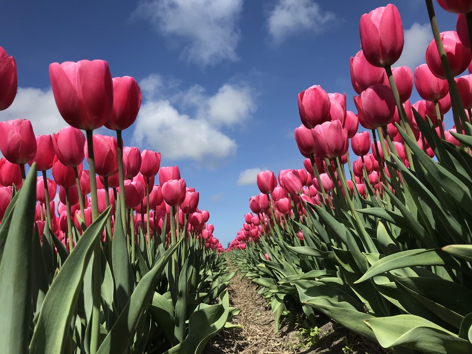 Vacature Agrarisch Medewerker Vacature Agrarisch Medewerker