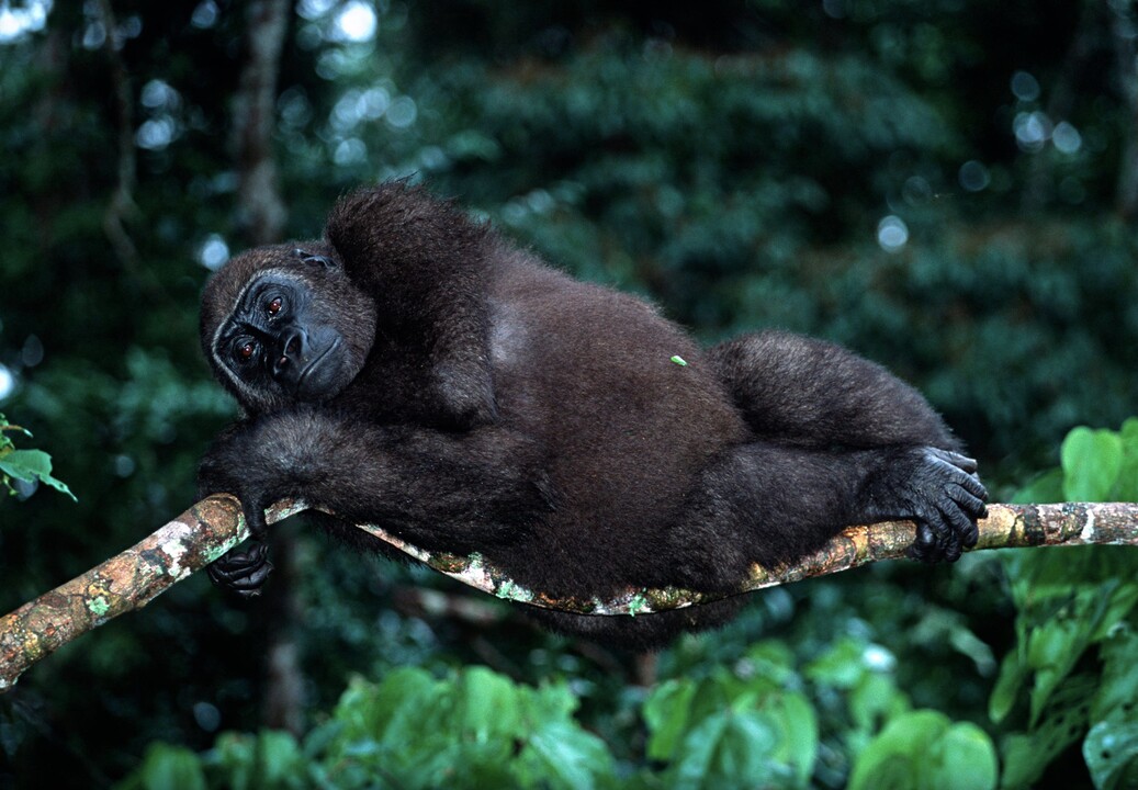 Why you should seriously consider investing in GABON Why you should seriously consider investing in GABON