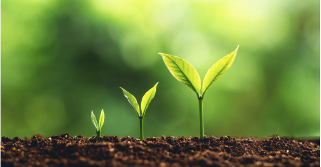The Key to a Growth-Focused Culture The Key to a Growth-Focused Culture