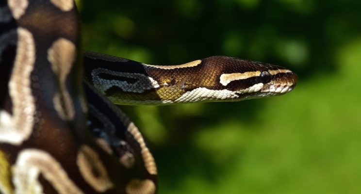 Les listes en compréhension dans Python3 Les listes en compréhension dans Python3