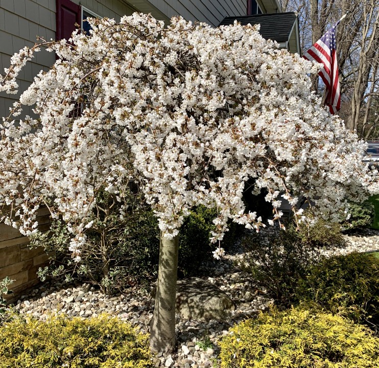 Did you notice the Cherry Blossoms? Did you notice the Cherry Blossoms?